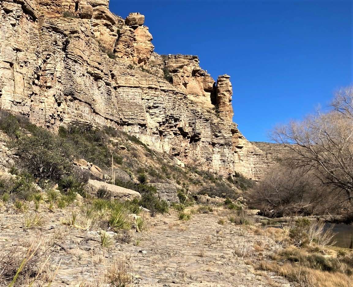 How And Where To Hunt Javelina (Peccary) - Gunners Den